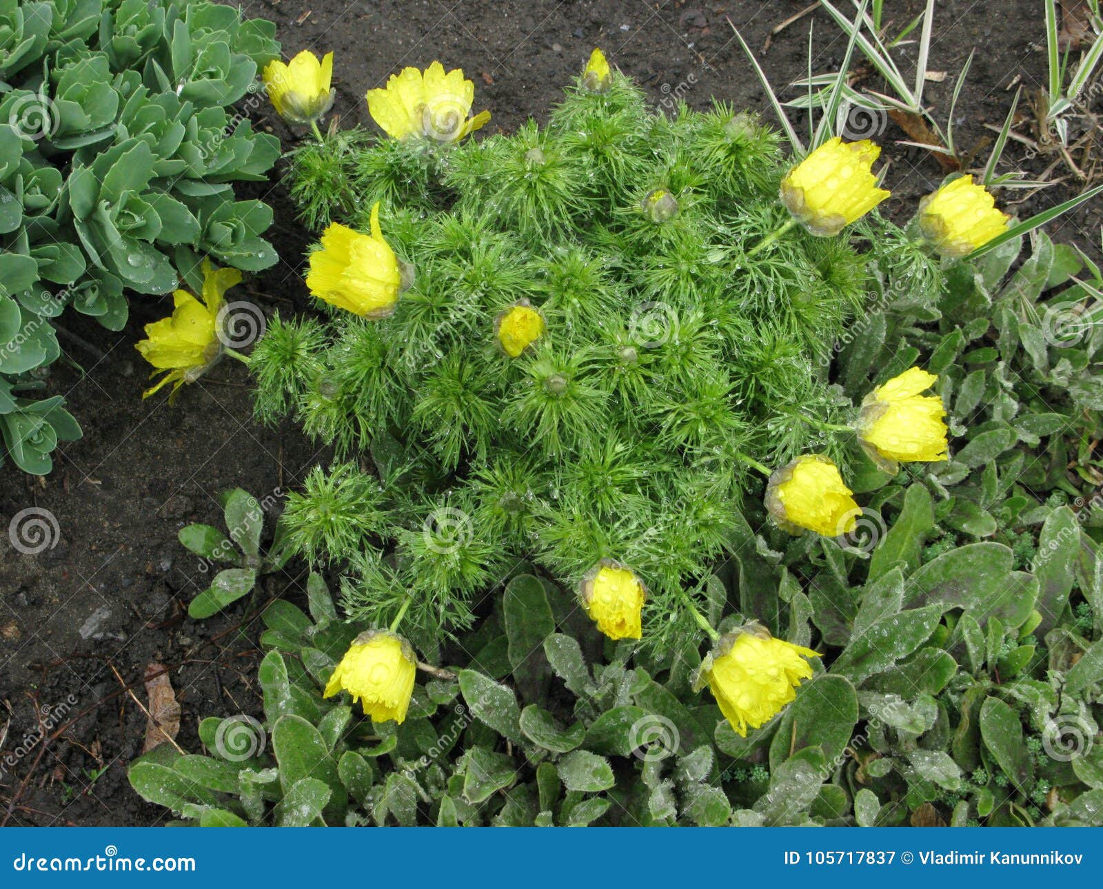 Adonis Spring stock image. Image of beautiful, summer - 105717837