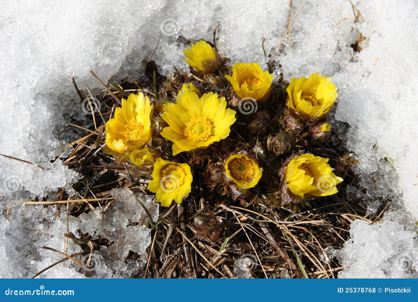 Adonis vernalis stock photo. Image of primrose, ecology - 25378768