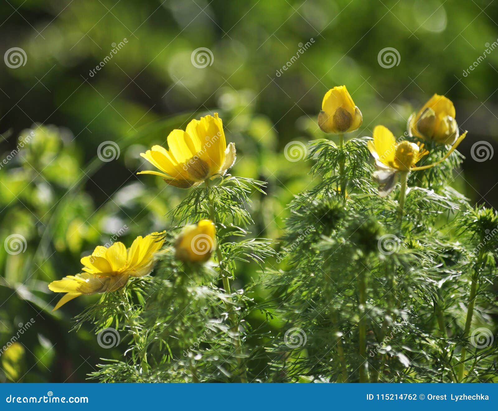 Adonis Vernalis Grows in the Wild Stock Photo - Image of flora, adonis ...