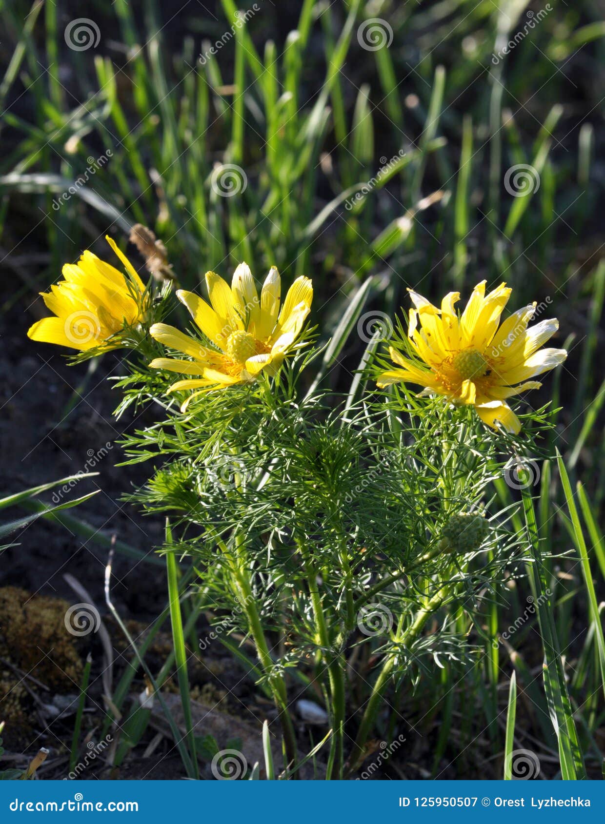 Adonis Vernalis Grows in the Wild Stock Image - Image of nature, light ...