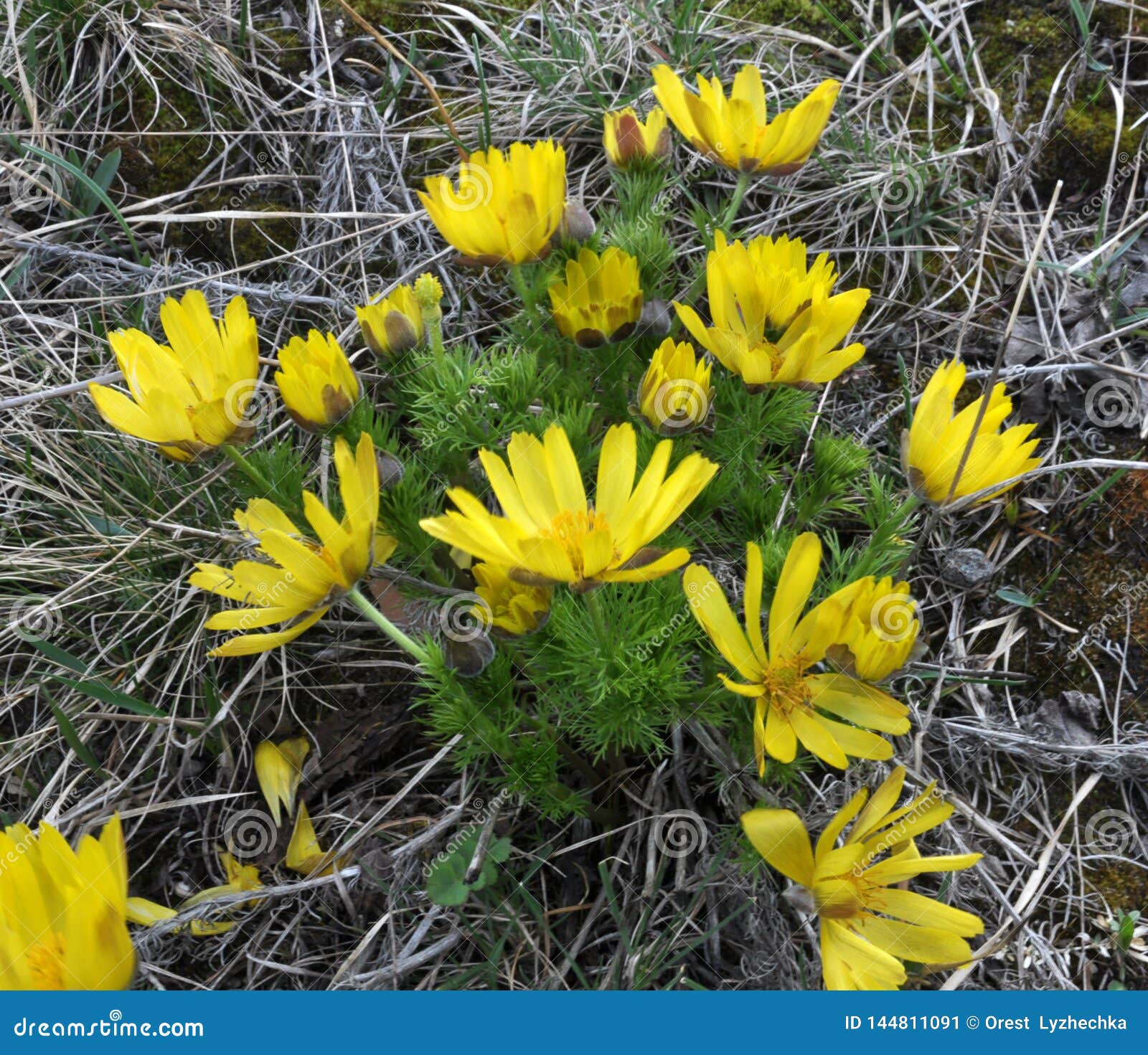 Adonis Vernalis Grows in the Wild Stock Image - Image of light, fresh ...