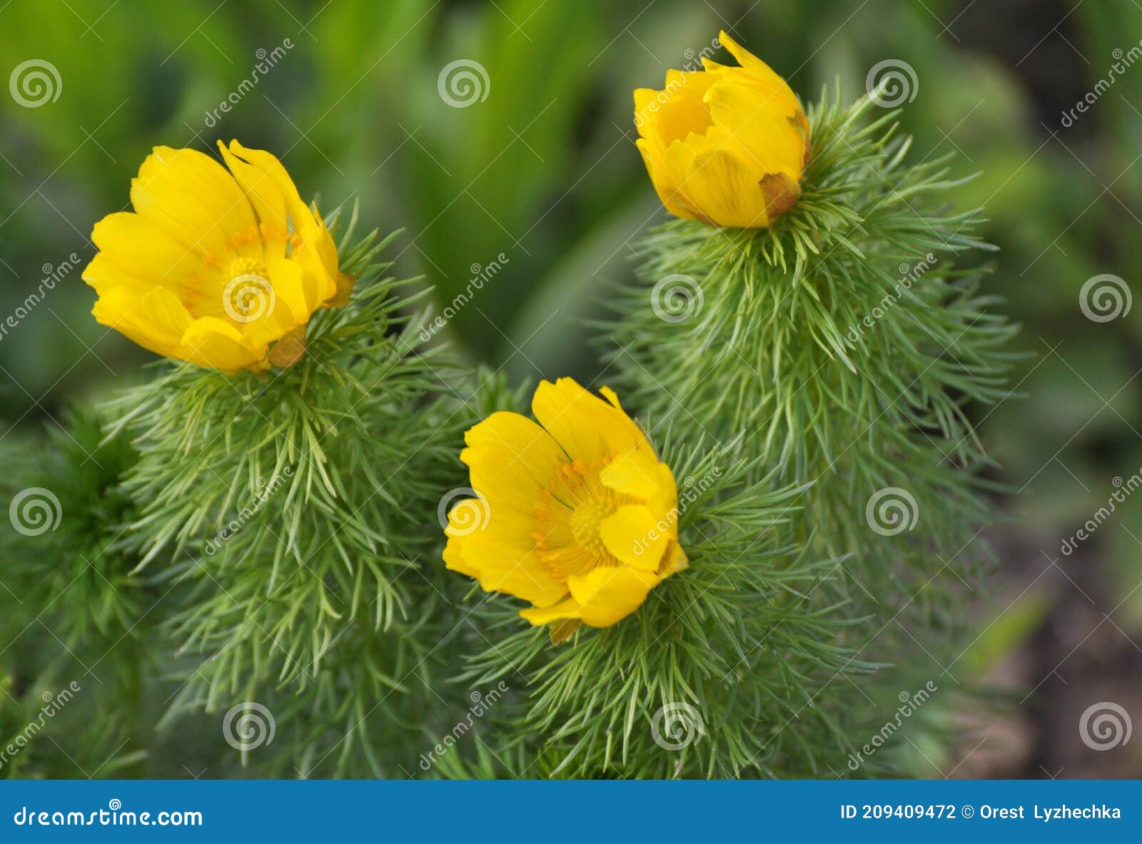 Adonis Vernalis Grows in the Wild Stock Photo - Image of yellow, wild ...