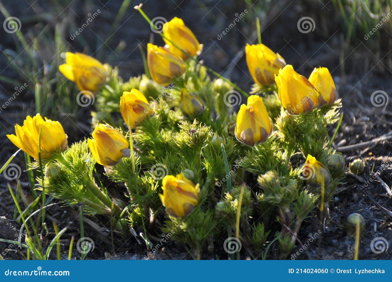 Adonis Vernalis Grows in the Wild Stock Photo - Image of park, detail ...