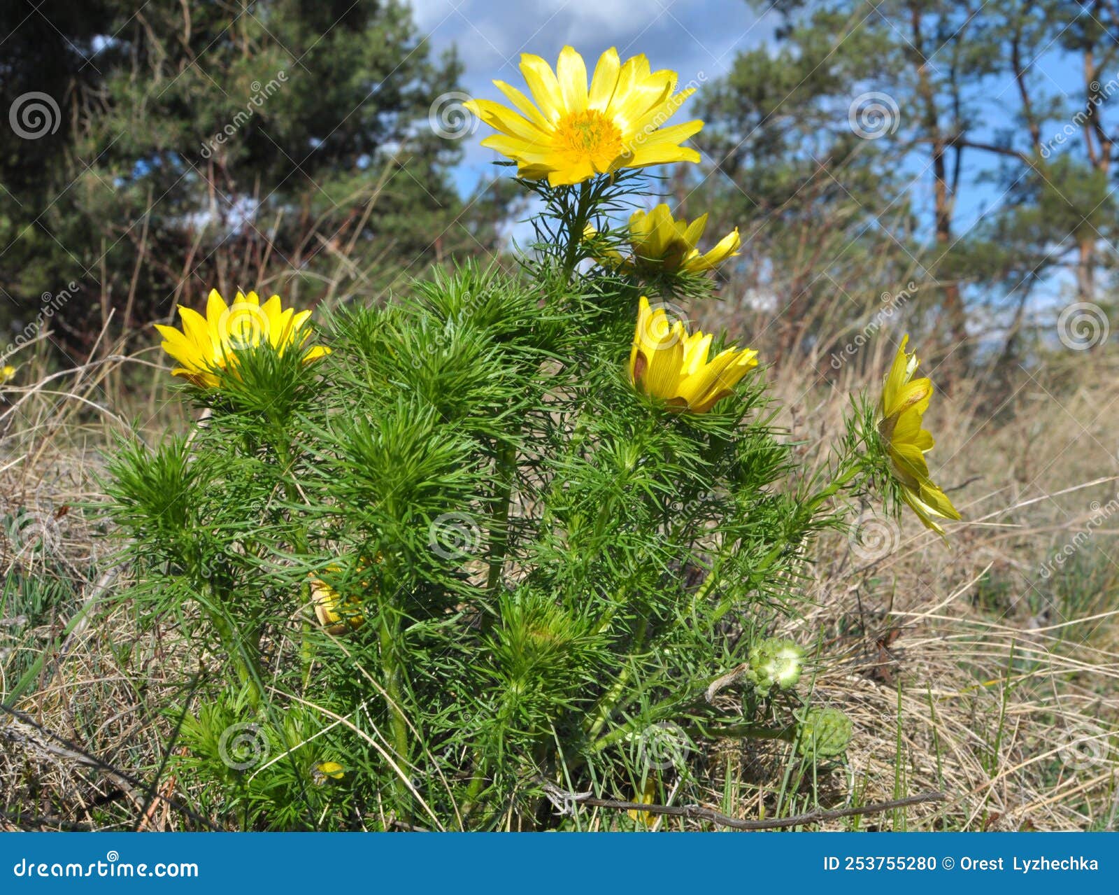 Adonis Vernalis Grows in the Wild Stock Photo - Image of natural ...