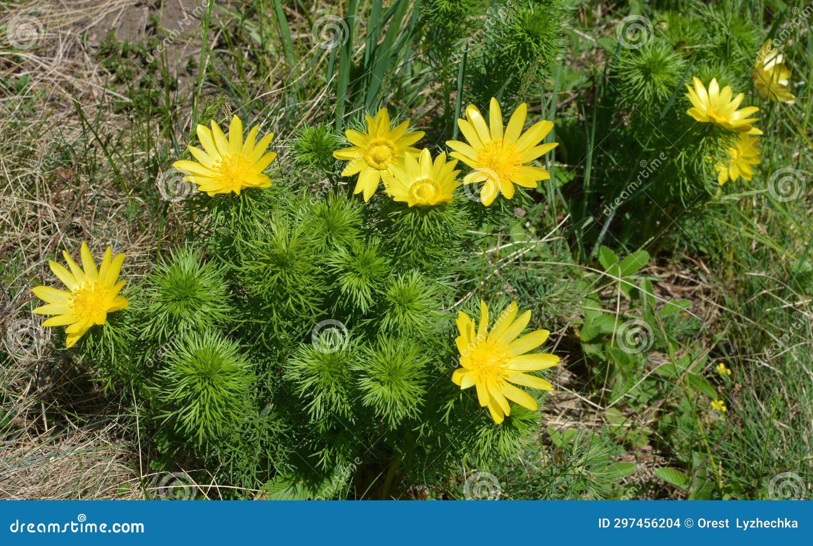 Adonis Vernalis Grows in the Wild Stock Photo - Image of decorative ...