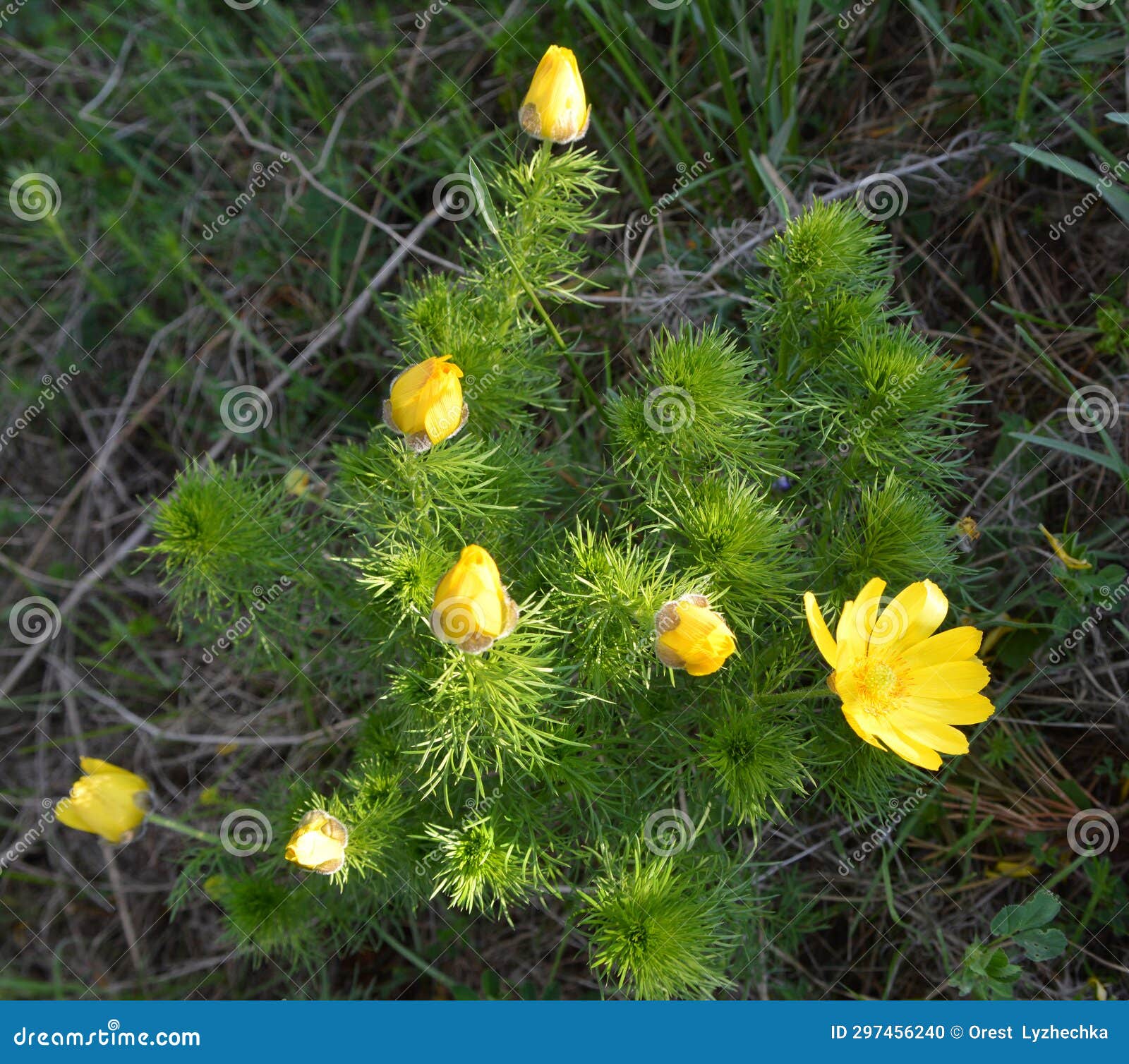 Adonis Vernalis Grows in the Wild Stock Photo - Image of hills, spring ...