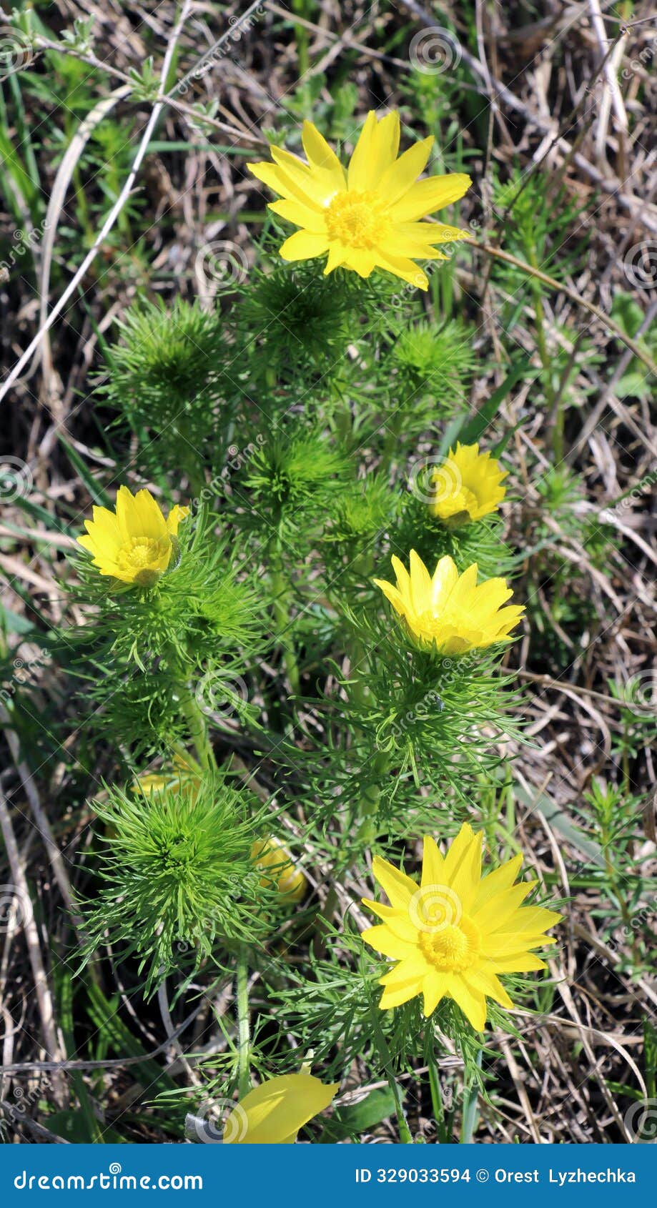 Adonis Vernalis Grows in the Wild Stock Photo - Image of leaf, adonis ...