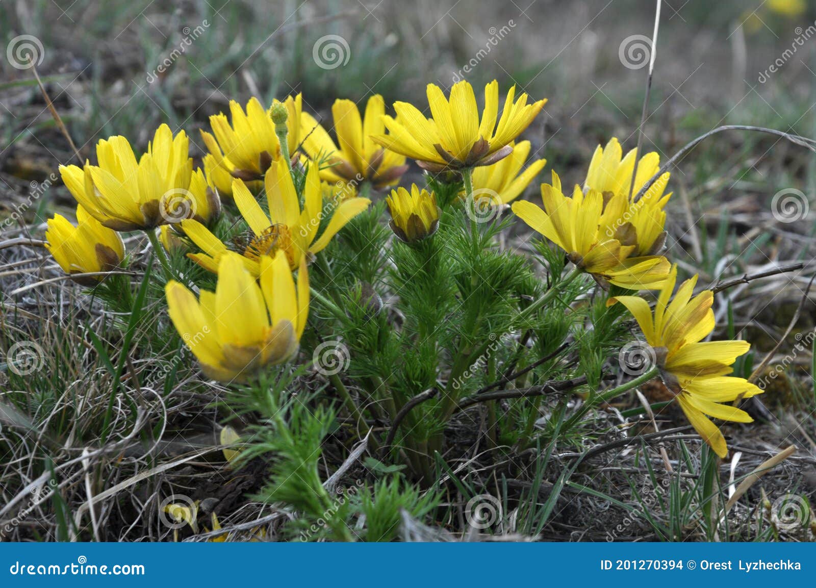 Adonis Vernalis Grows in the Wild Stock Photo - Image of blossom ...