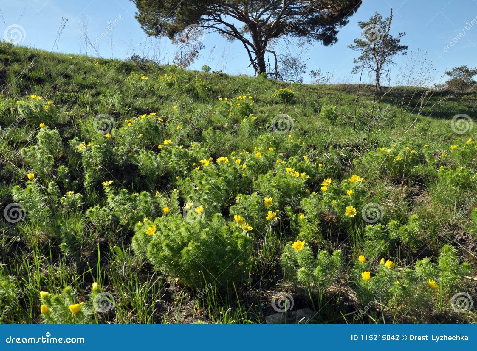 Adonis Vernalis Grows in the Wild Stock Photo - Image of detail ...