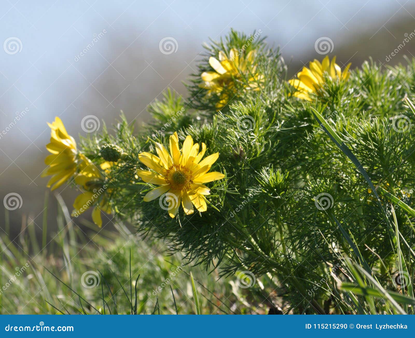 Adonis Vernalis Grows in the Wild Stock Photo - Image of floral, detail ...
