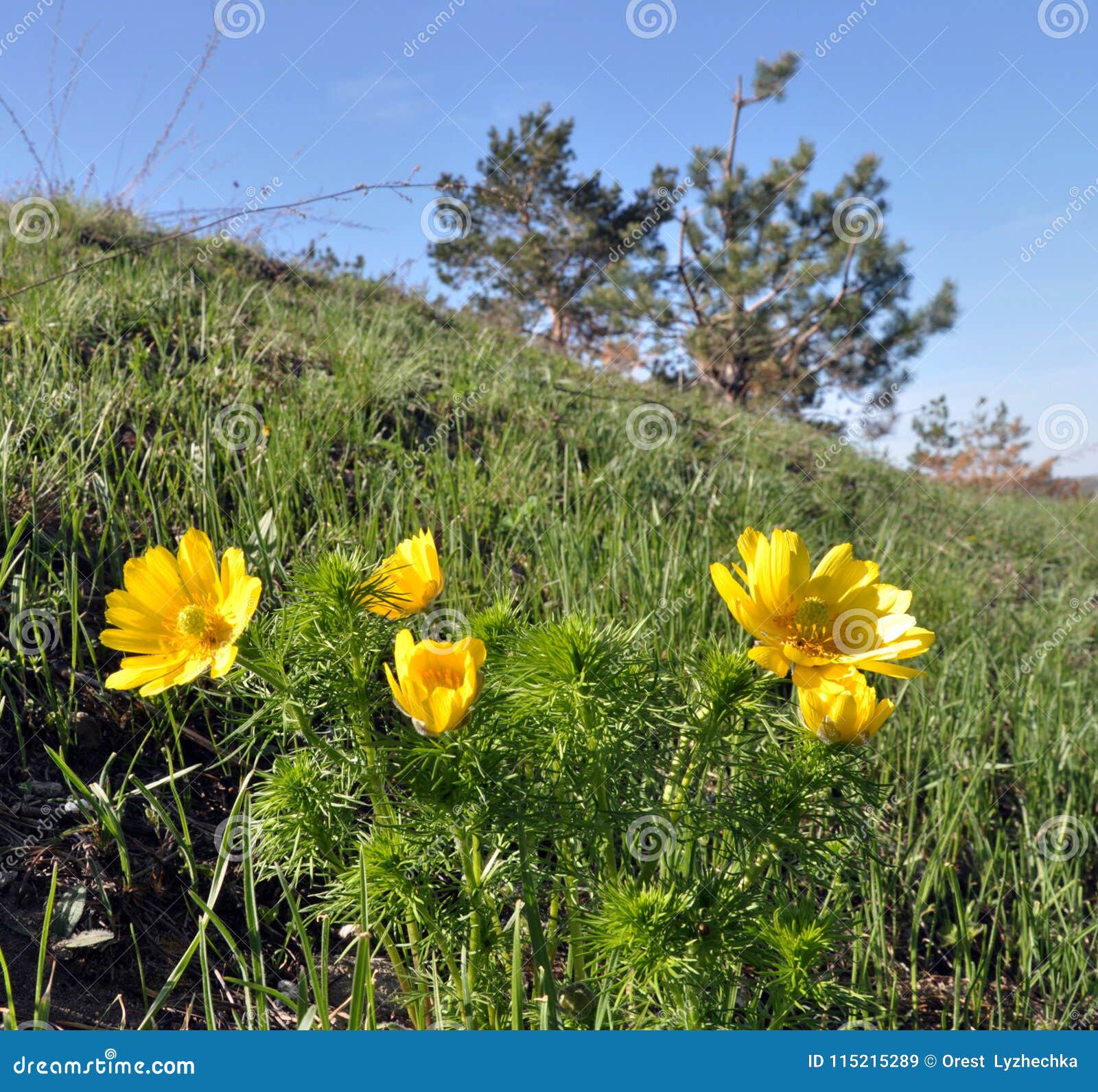 Adonis Vernalis Grows in the Wild Stock Image - Image of flora, green ...