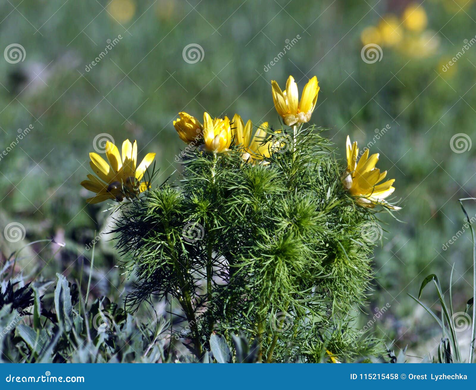 Adonis Vernalis Grows in the Wild Stock Photo - Image of colorful ...