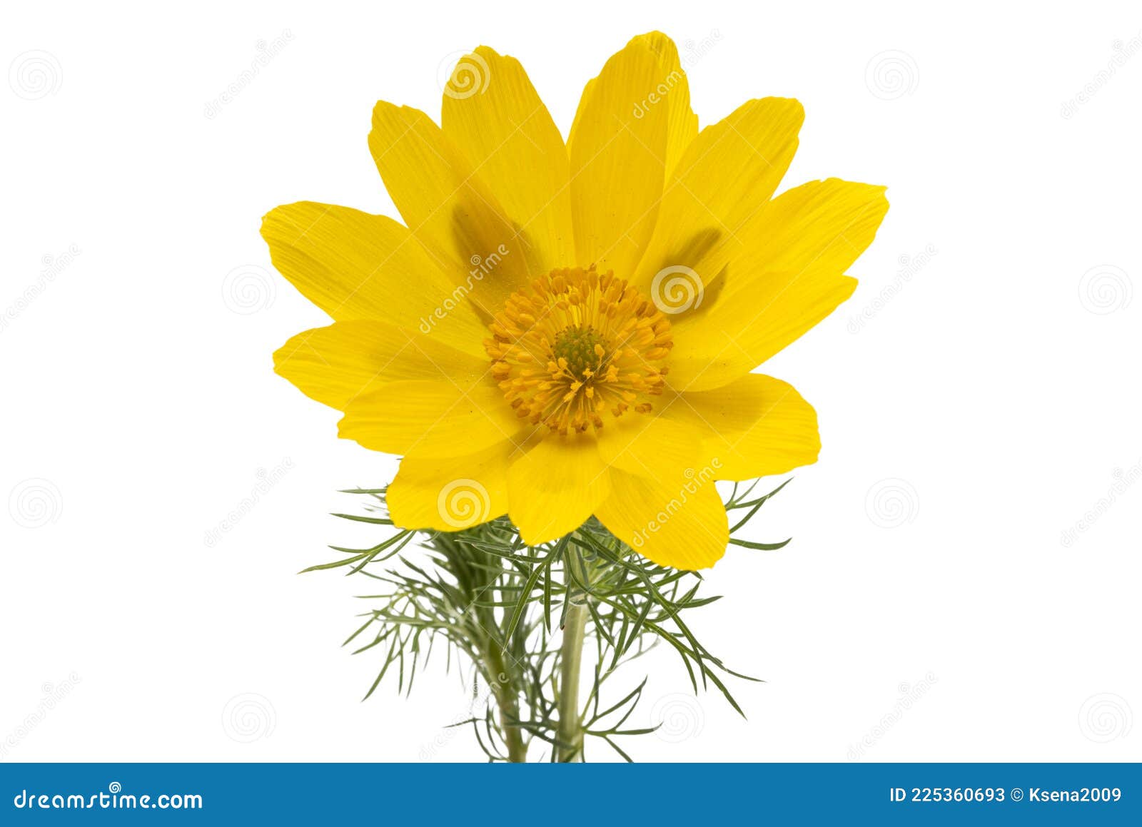 Adonis vernalis isolated stock image. Image of studio - 225360693