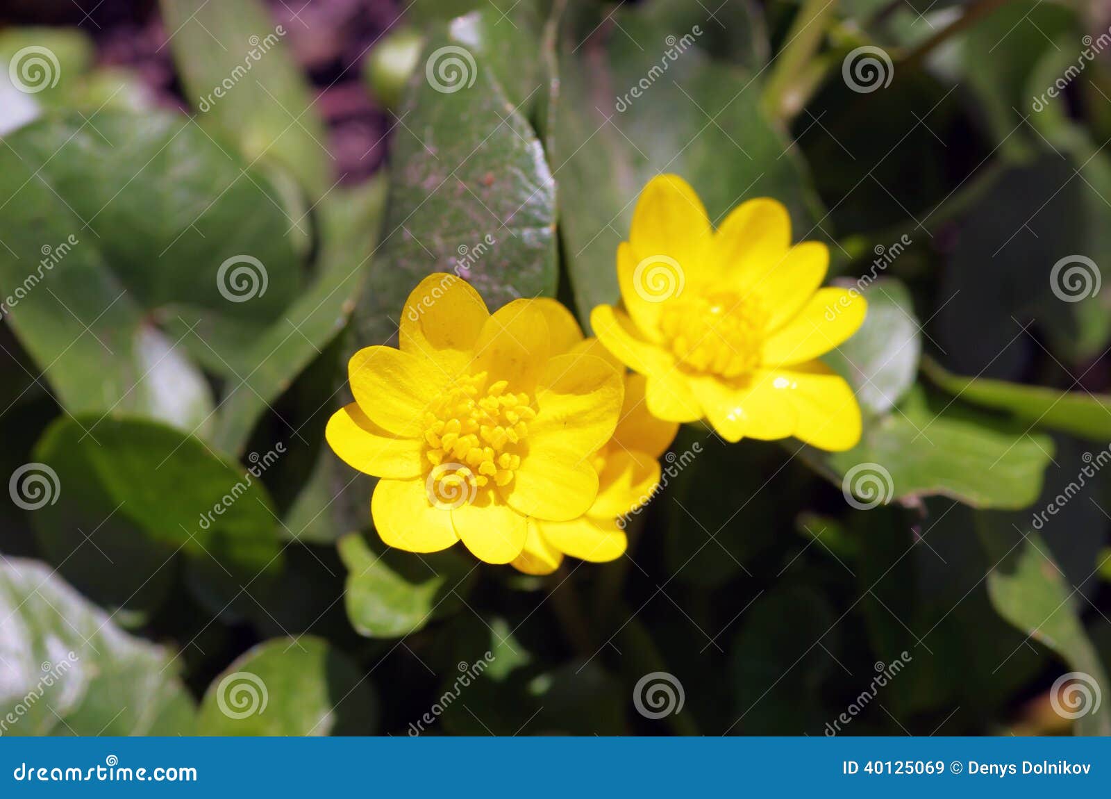 Adonis stock image. Image of peony, adonis, bright, floral - 40125069