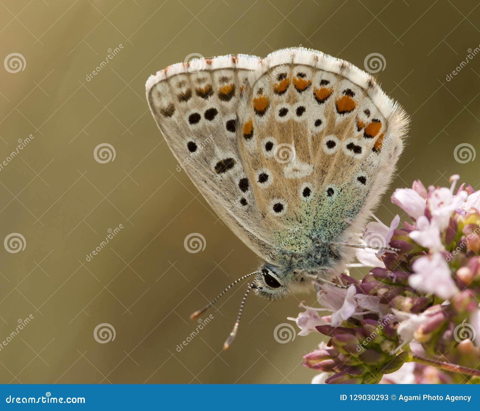 Adonisblauwtje, Adonis Blue, Bellargus De Polyommatus, Himmelblauer ...