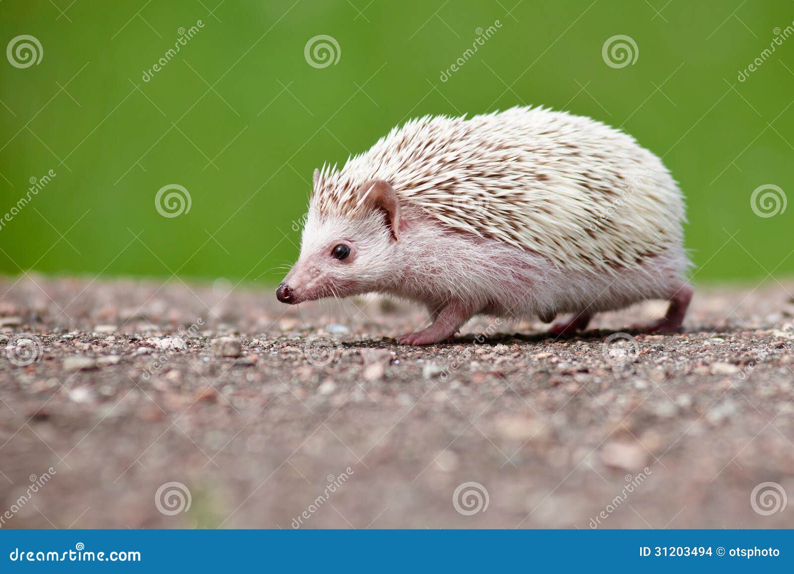 Adorable African Hedgehog Running Stock Photo - Image of baby, nose ...