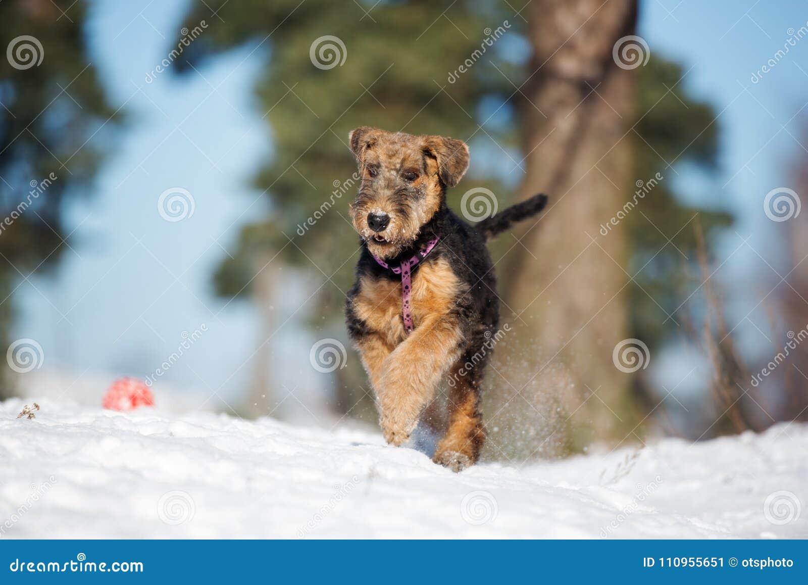Adorable Airedale Terrier Puppy Running Outdoors in Winter Stock Image ...