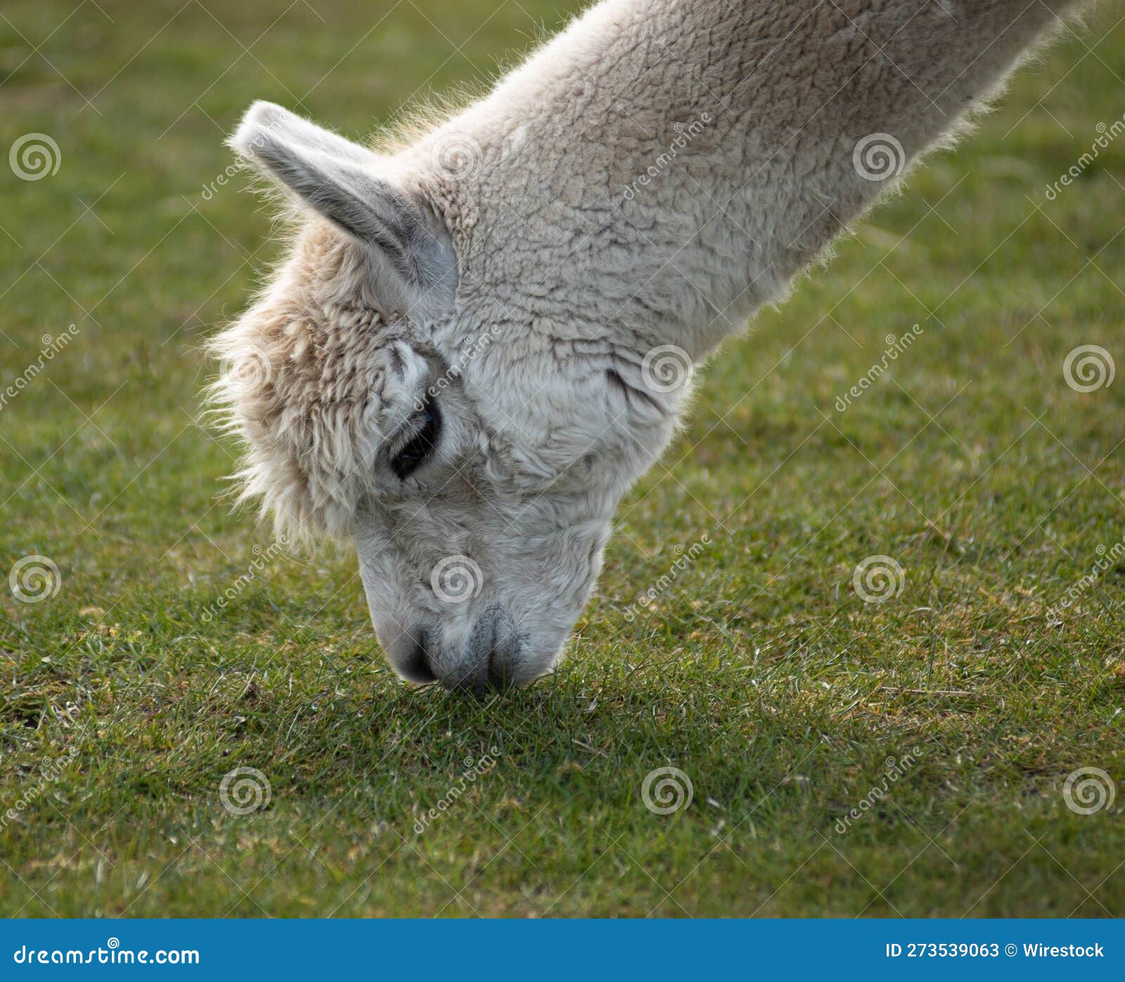 Adorable Alpaca With Long White Fur Grazing On A Picturesque Meadow