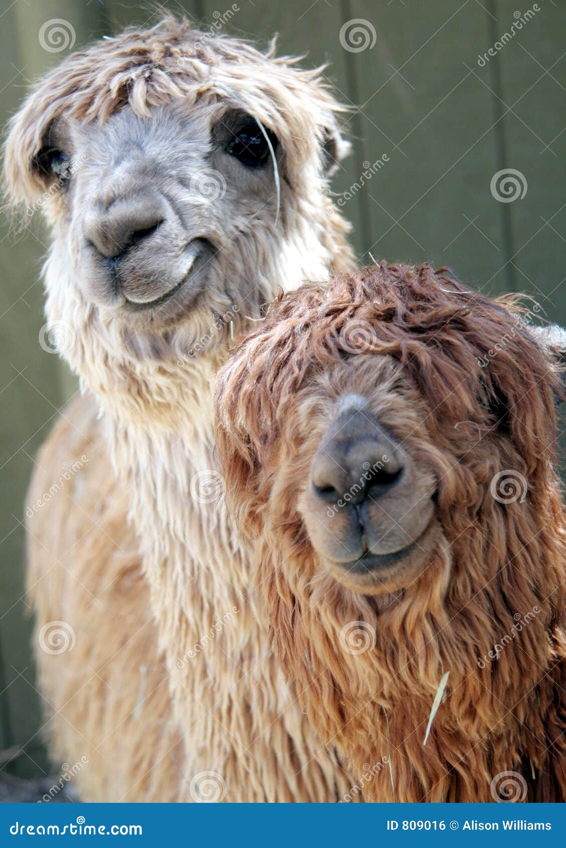 Adorable Alpacas stock photo. Image of snuggling, furry - 809016