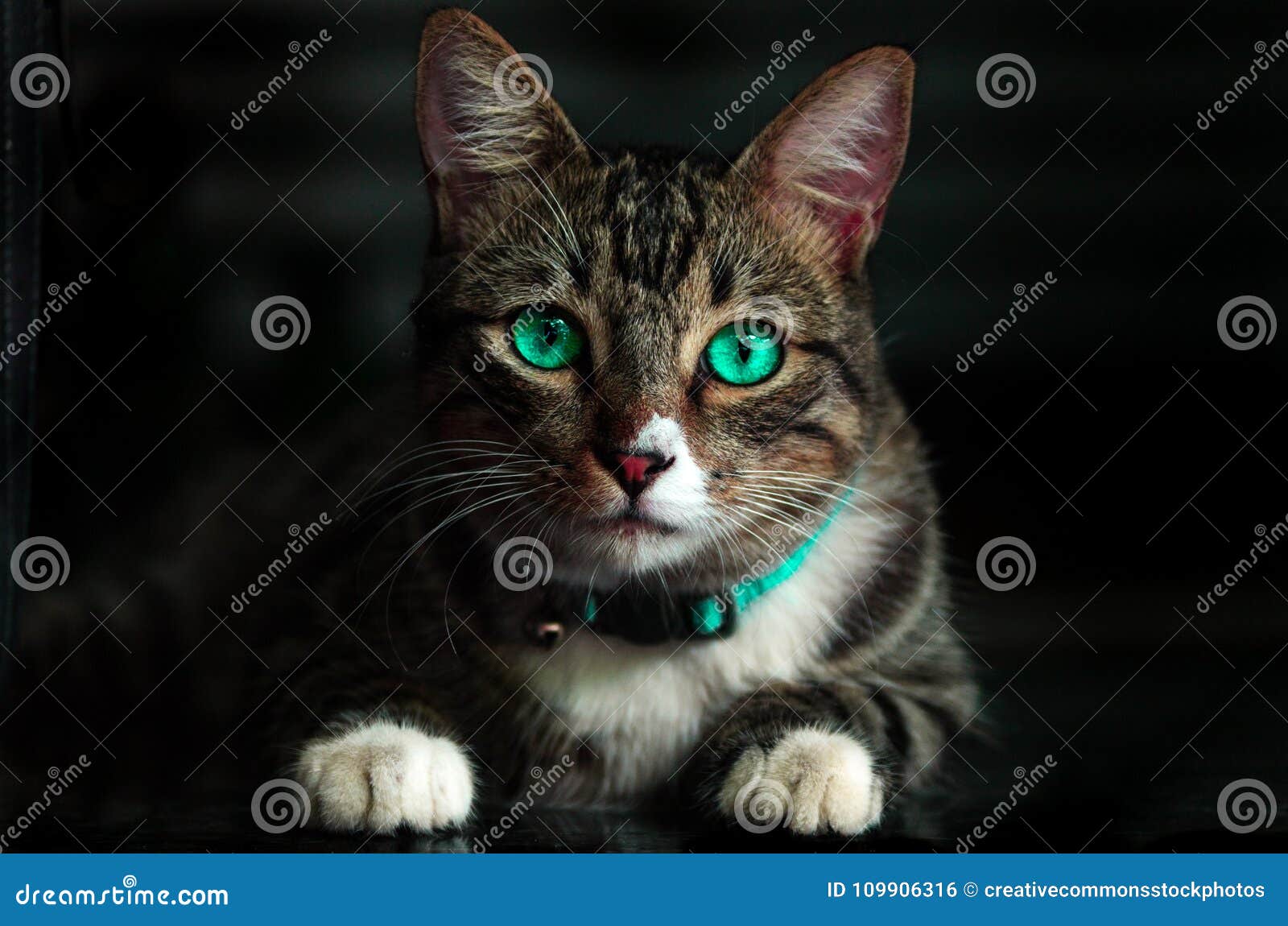 Adorable, Animal, Blur Picture. Image: 109906316