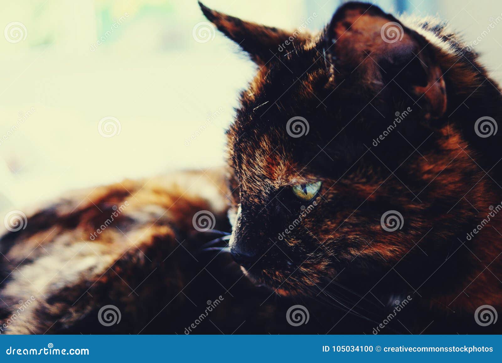 Adorable, Animal, Blur, Cat Picture. Image: 105034100