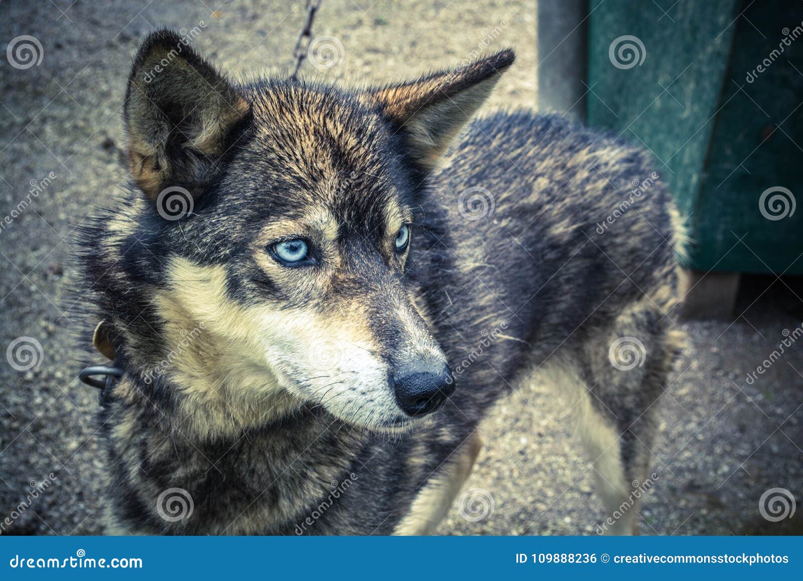 Adorable, Animal, Canine Picture. Image: 109888236