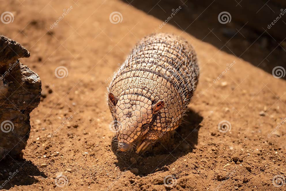 An Adorable Armadillo Chilling Stock Photo - Image of small, animal ...
