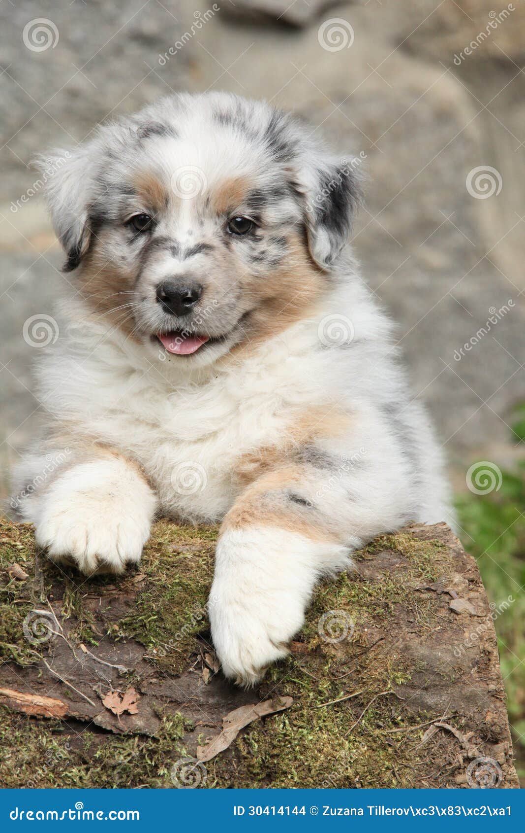 Adorable Australian Shepherd Puppy Smiling Stock Photo - Image of ...