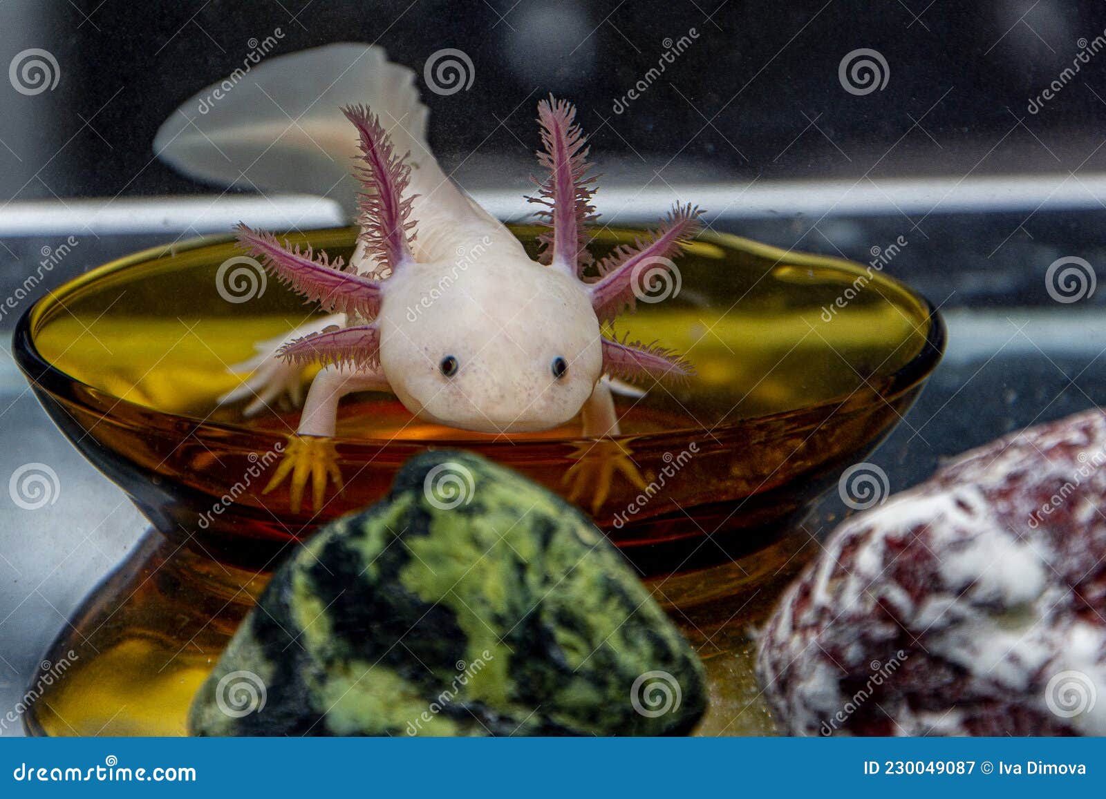 Adorable Axolotl is Exotic Aquarium Pet Stock Image - Image of happy ...