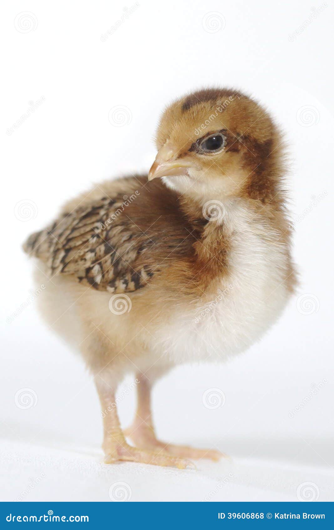 Adorable Baby Chick Chicken on White Background Stock Photo - Image of ...