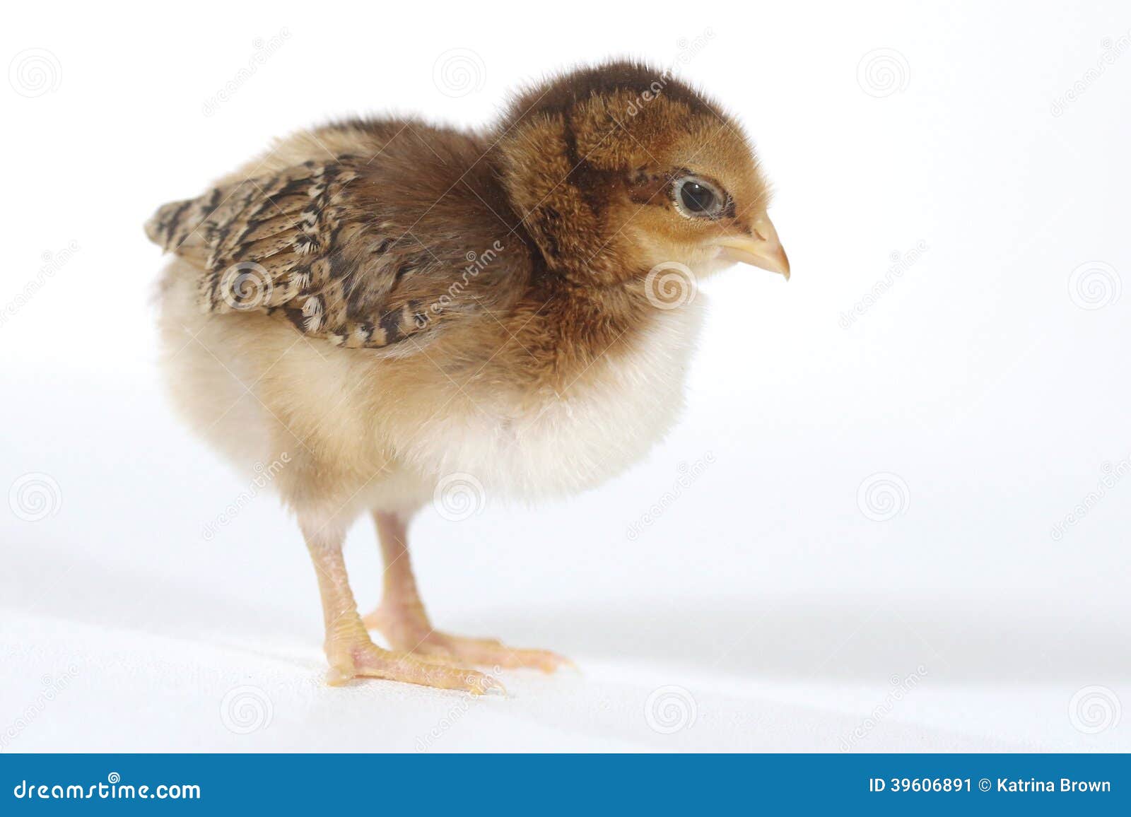 Adorable Baby Chick Chicken on White Background Stock Image - Image of ...