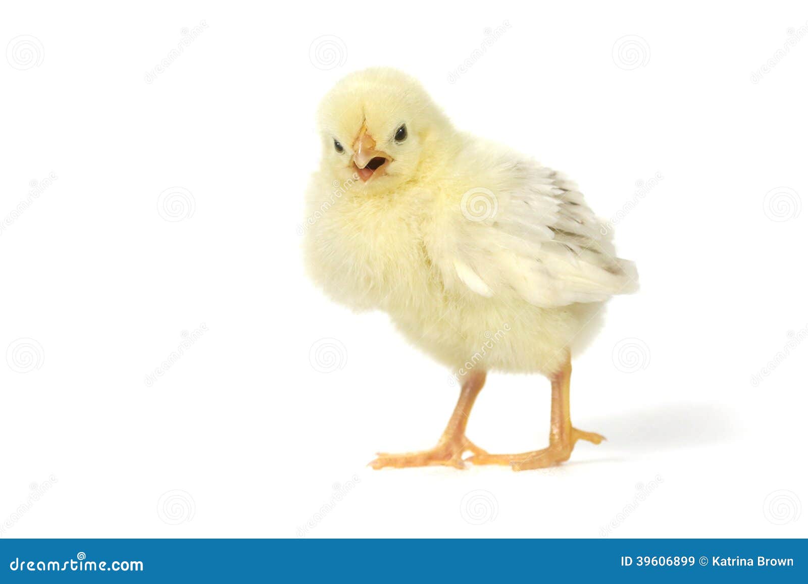 Adorable Baby Chick Chicken on White Background Stock Image - Image of ...