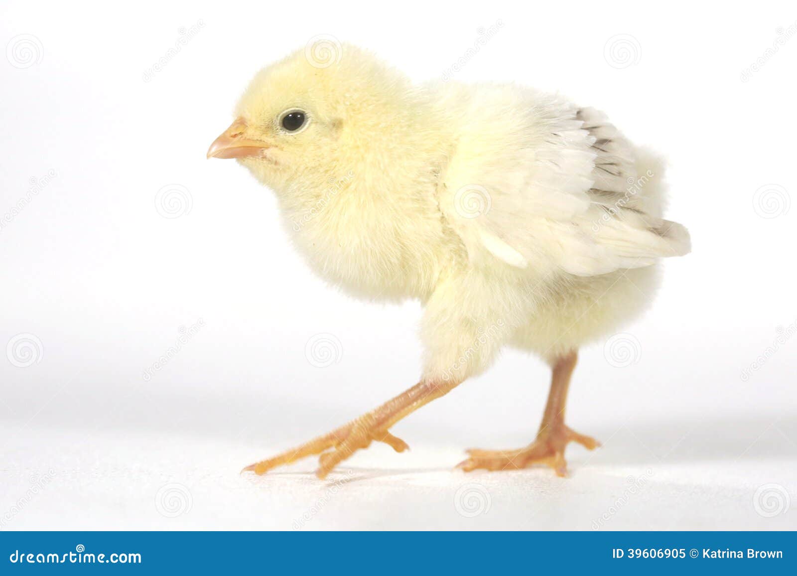Adorable Baby Chick Chicken on White Background Stock Image - Image of ...