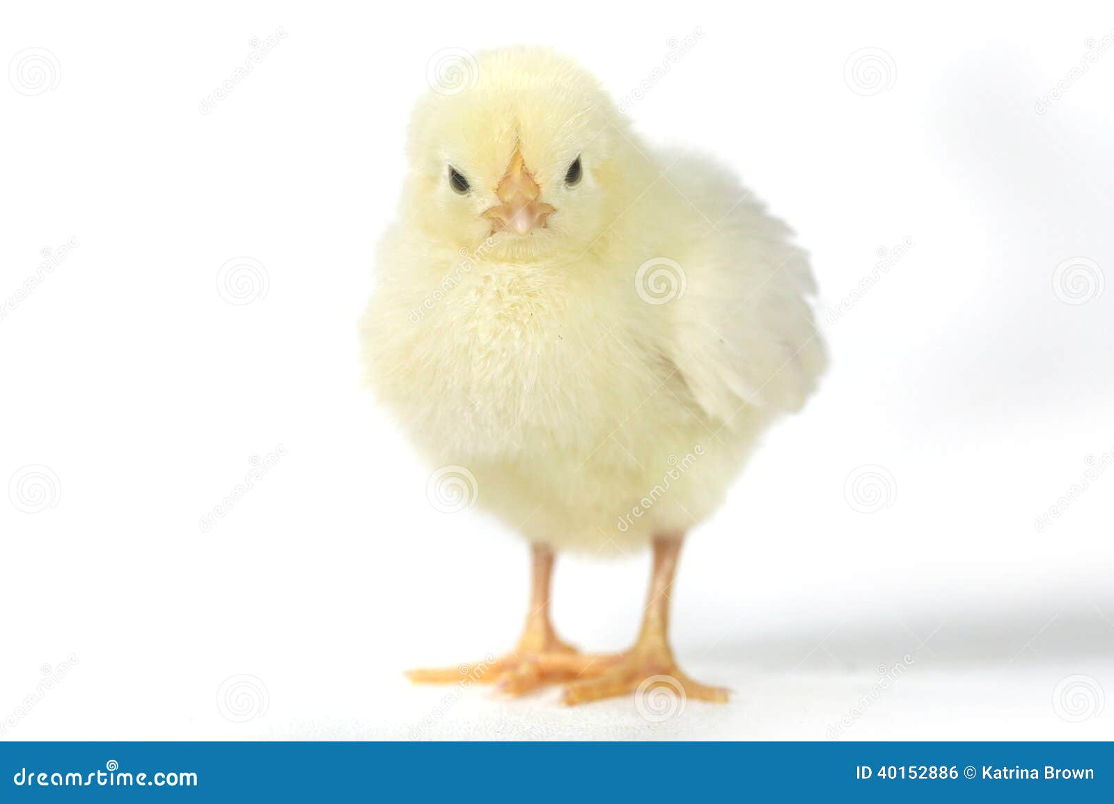 Adorable Baby Chick Chicken on White Background Stock Photo - Image of ...