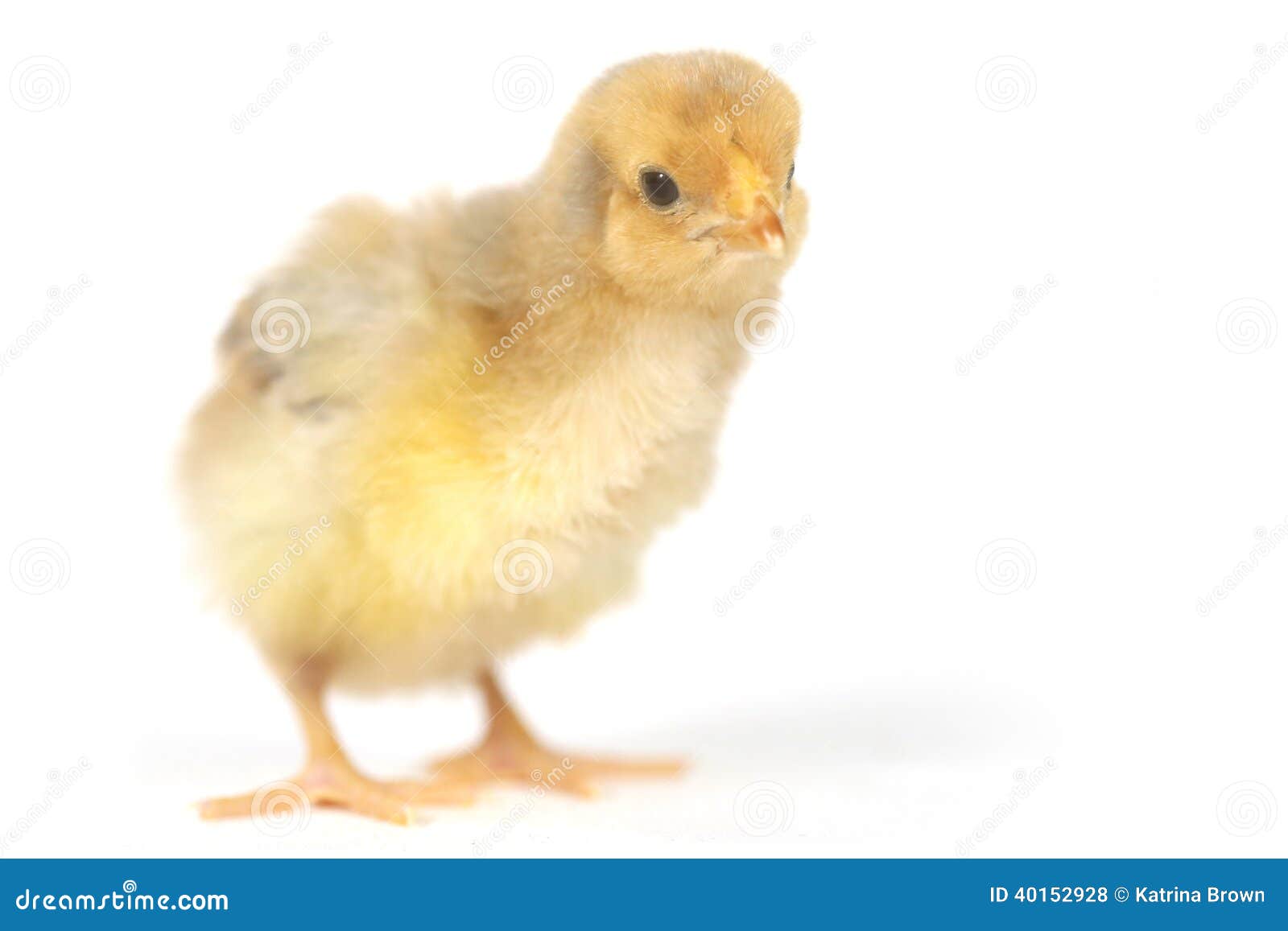 Adorable Baby Chick Chicken on White Background Stock Photo - Image of ...