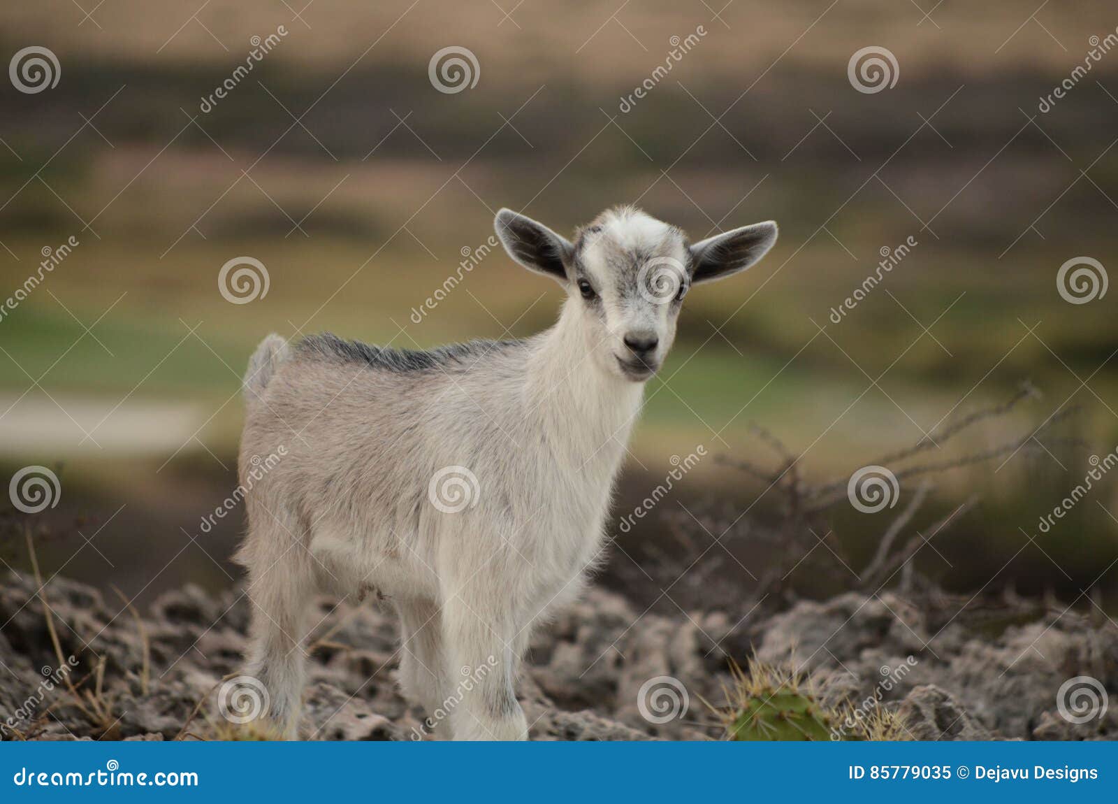 Adorable Baby Goat in Aruba Stock Image - Image of aruba, wild: 85779035