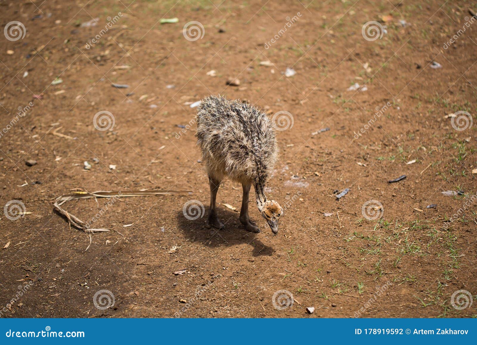 Adorable Baby Ostrich in the Wild on Earth. Stock Photo - Image of ...