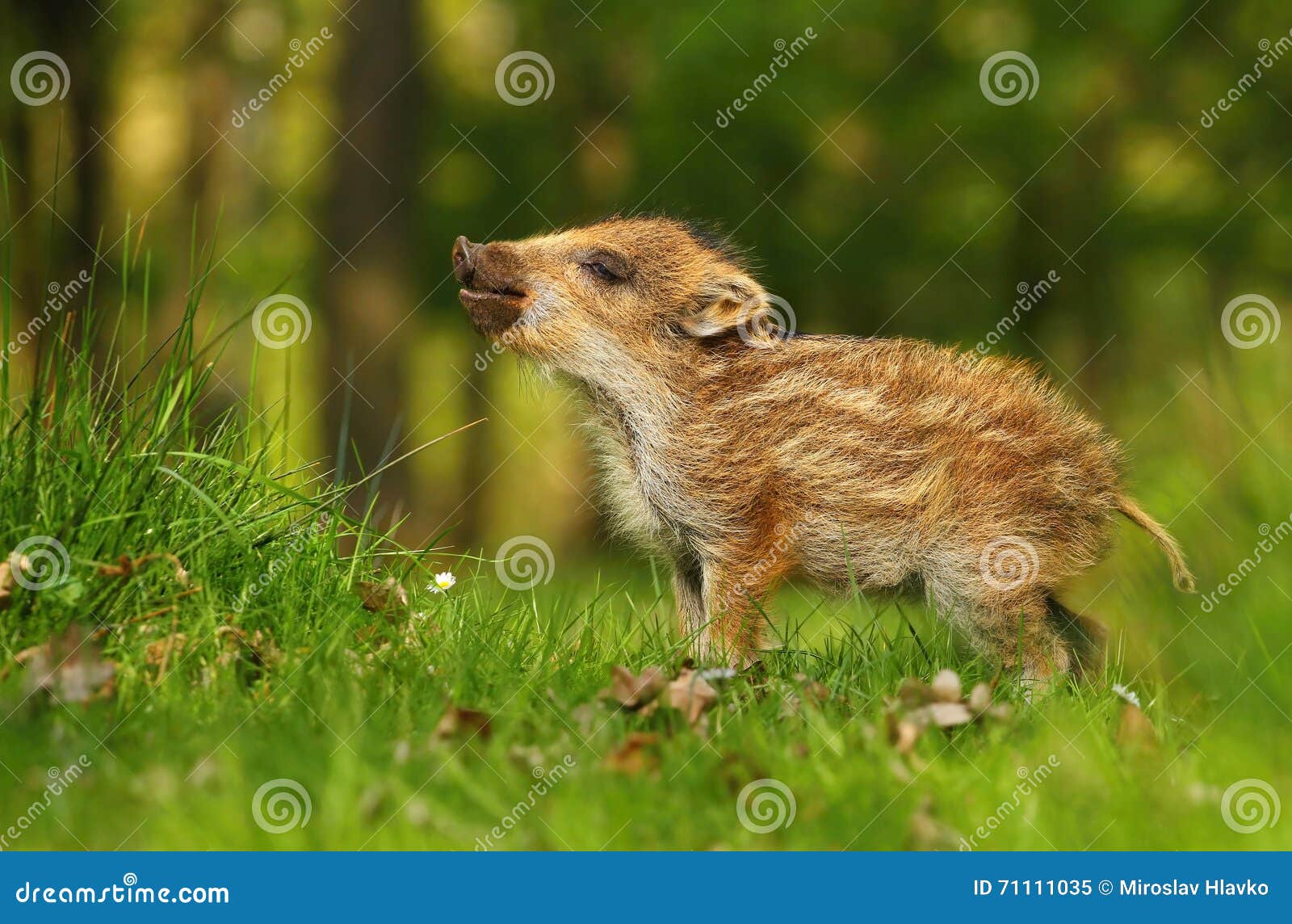 Adorable baby wild boar stock image. Image of young, wildlife - 71111035