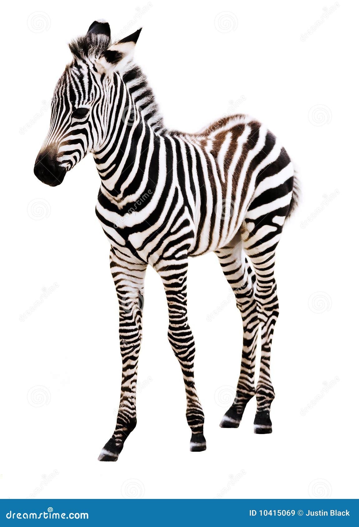 Baby Zebra In African Savanna Royalty-Free Stock Photography ...