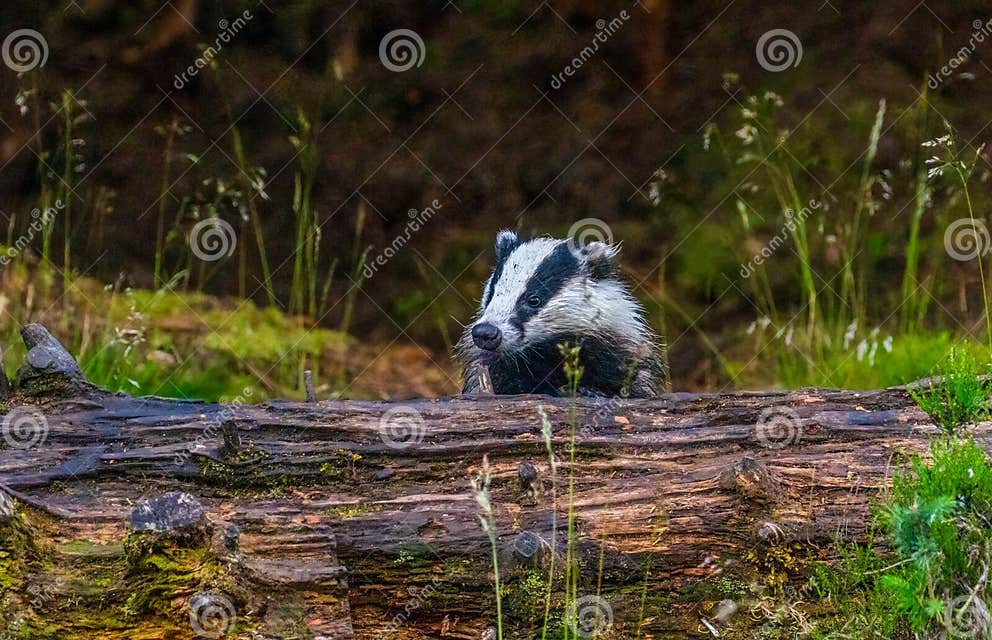Adorable Badger Standing Behind a Fallen Tree Log Stock Image - Image ...