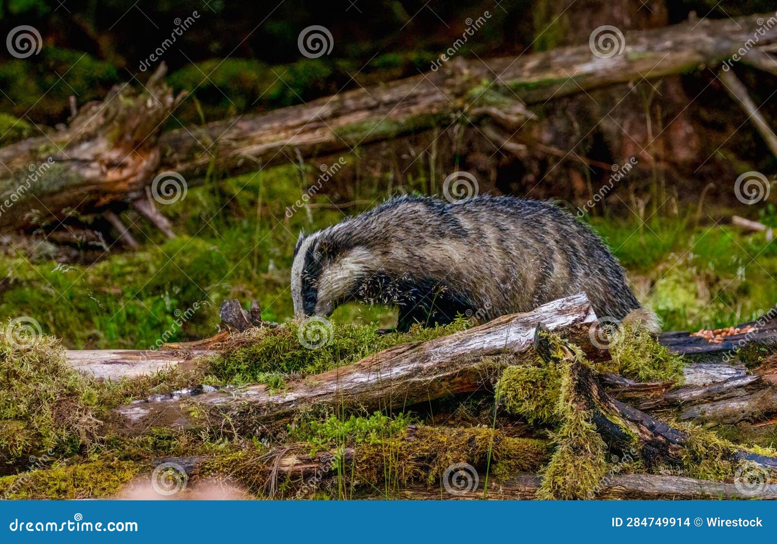 Adorable Badger Standing on a Fallen Tree in a Forest Stock Photo ...