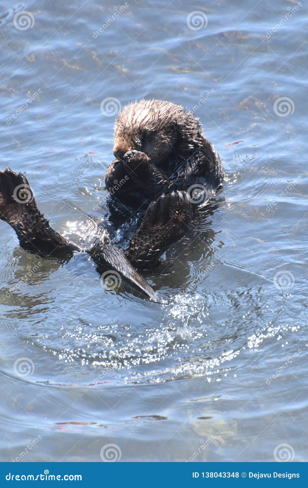 Adorable Bathing Sea Otter Pup in the Pacific Ocean Stock Photo - Image ...
