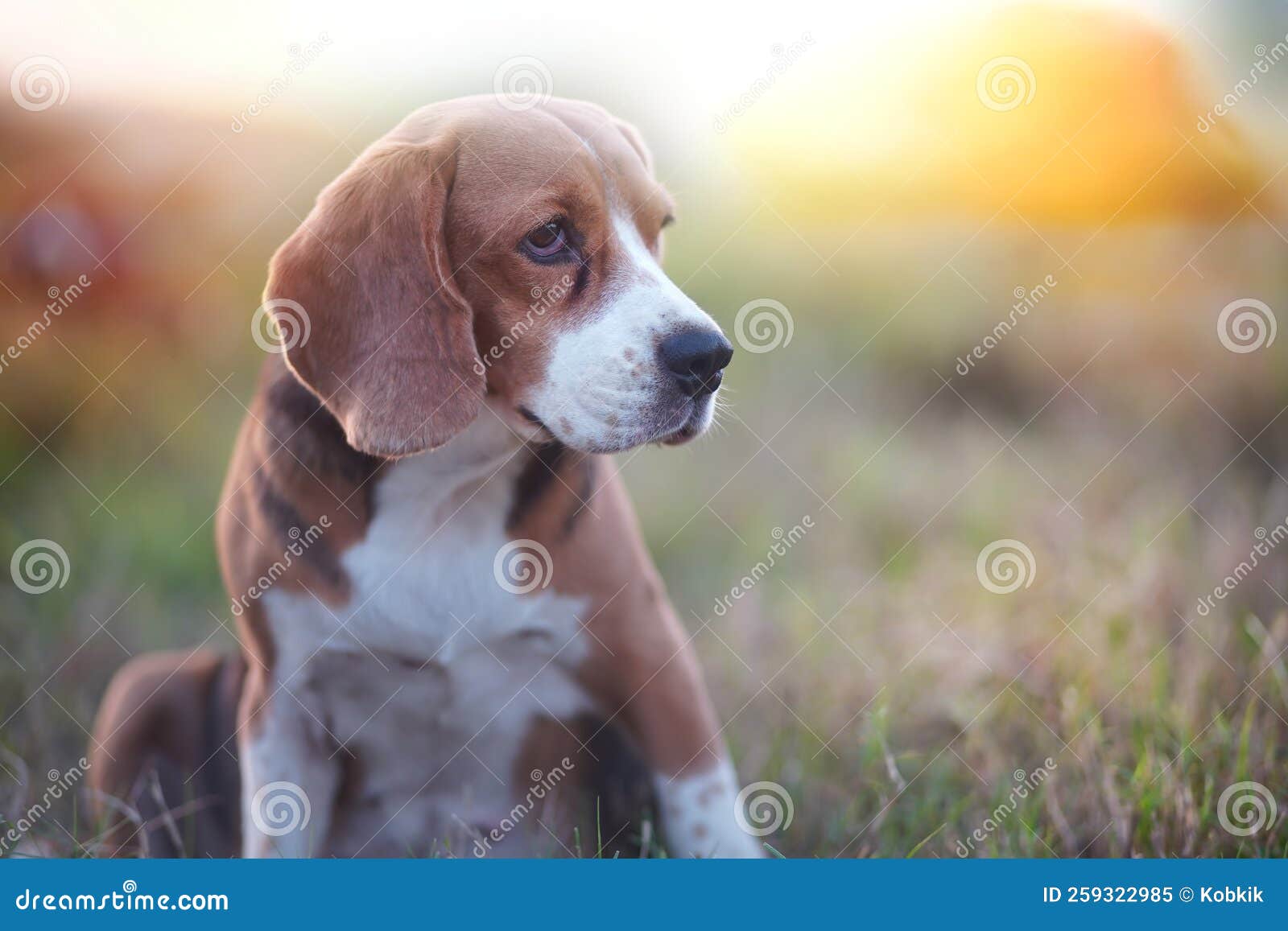 An Adorable Beagle Dog Sit on the Grass Field Under the Evening Sun ...