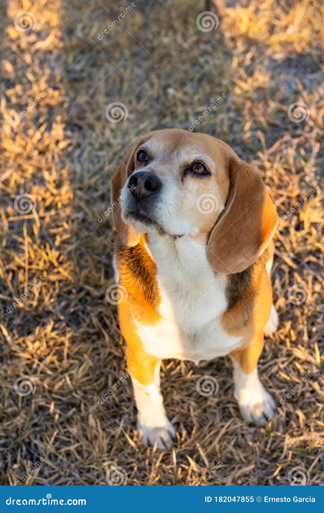 Adorable Beagle Sitting on the Grass at Meadow Looking Up Stock Image ...