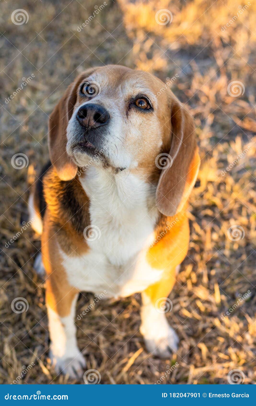 Adorable Beagle Sitting on the Grass Looking Up at Meadow Stock Image ...