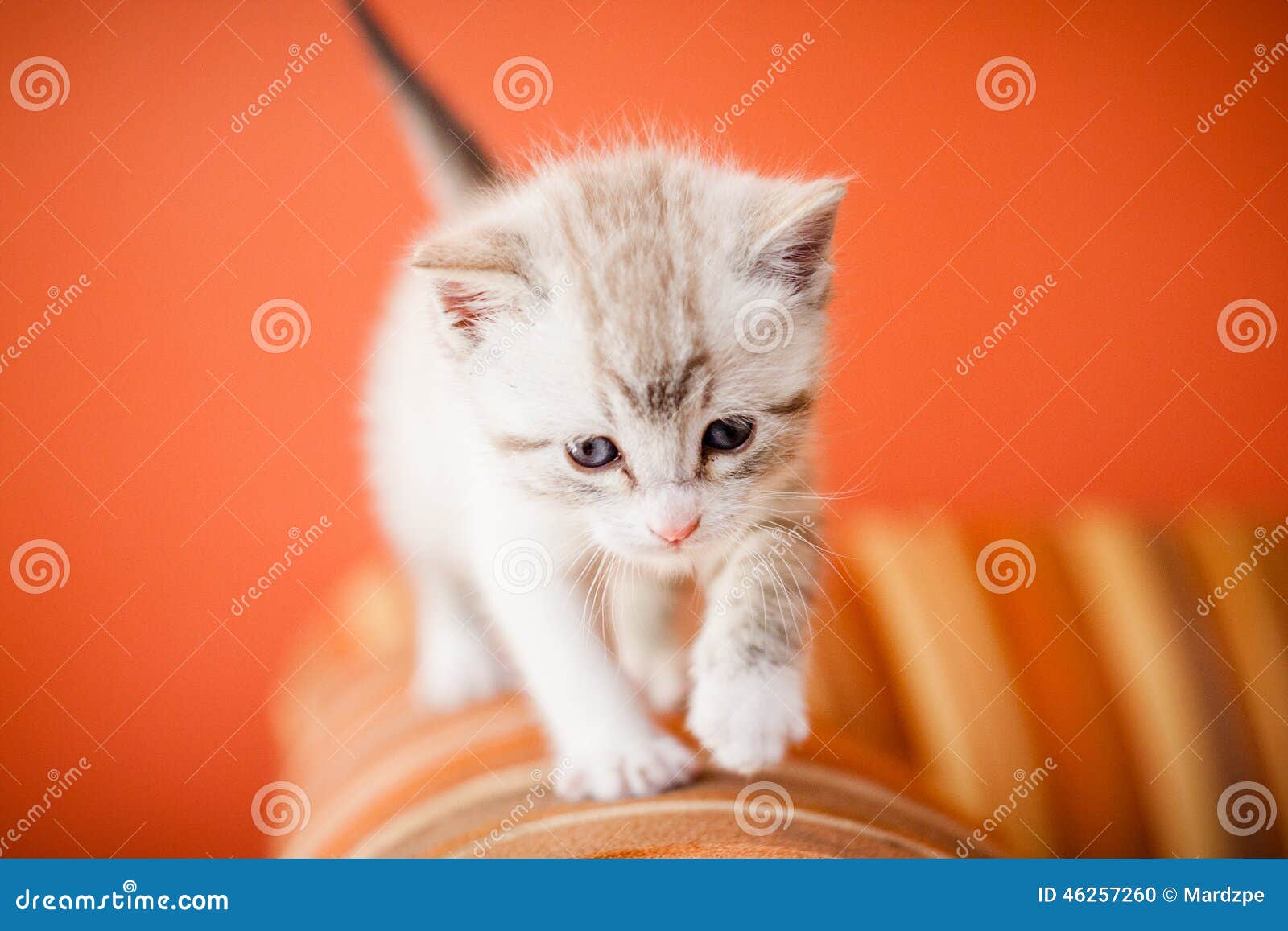 Adorable and Beautiful Little White Kitty Cat Stock Photo - Image of ...