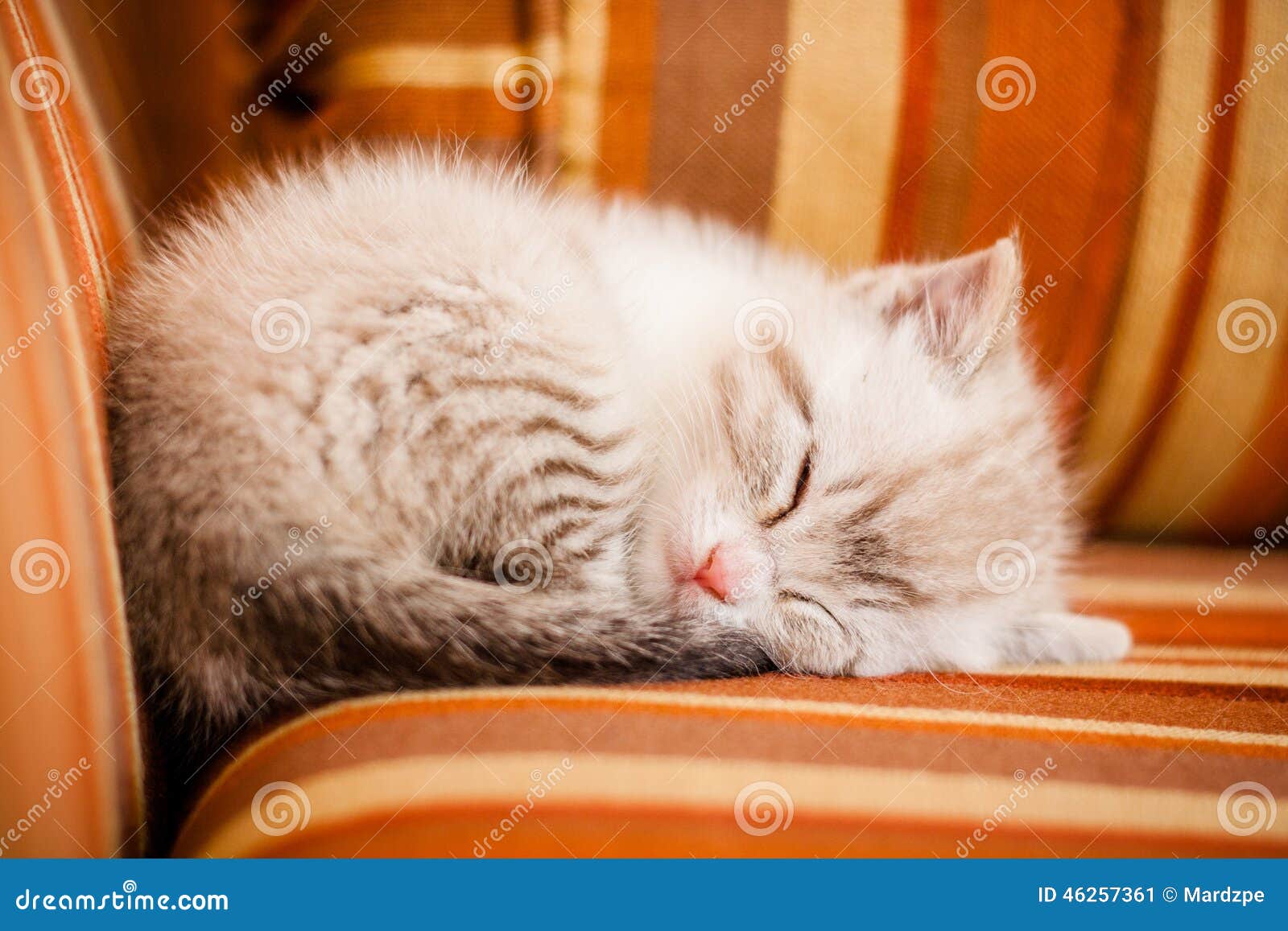 Adorable and Beautiful Little White Kitty Cat Sleeping Stock Image ...