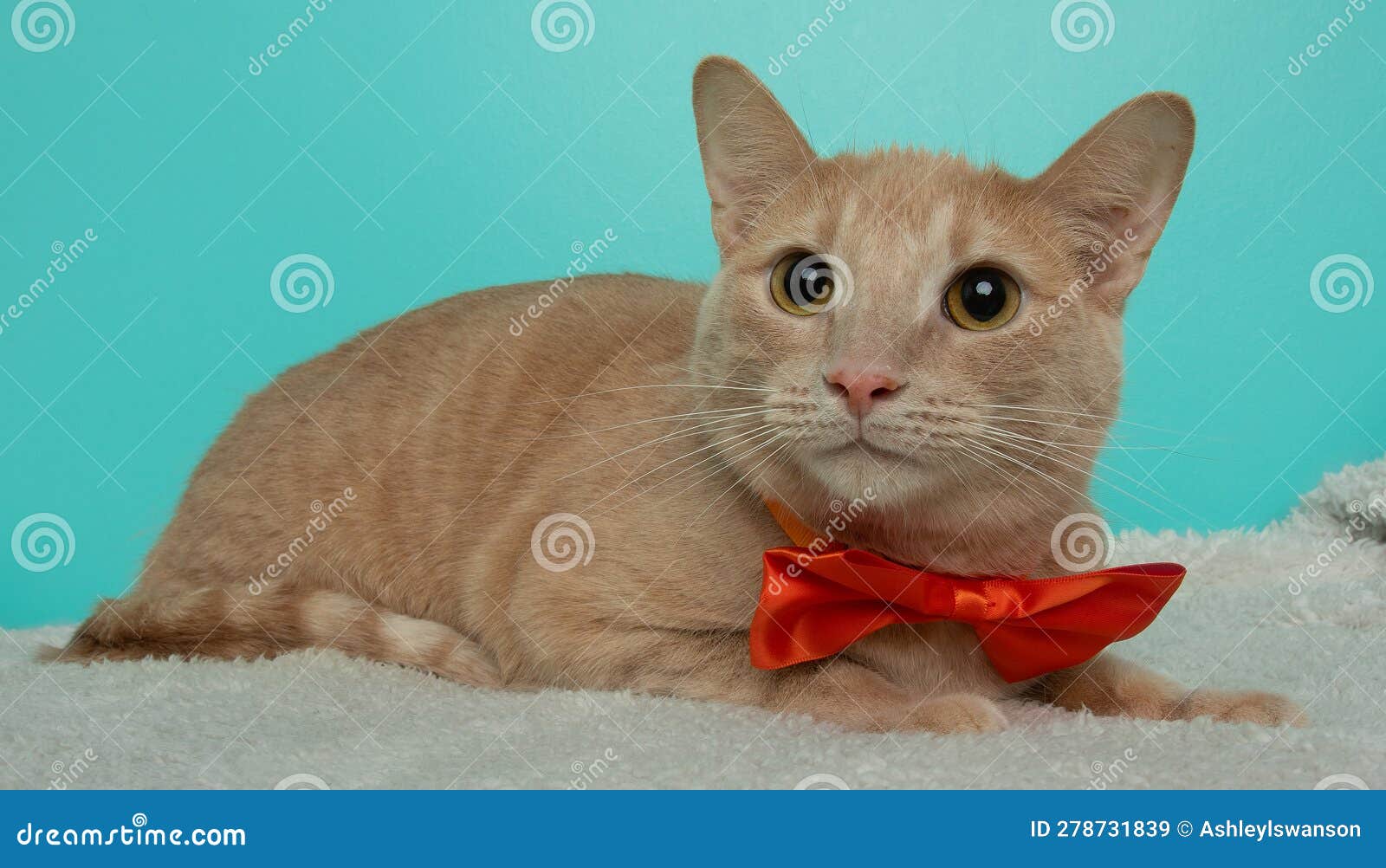 Beige Tabby Cat Wearing an Orange Bow Tie Lying Down Stock Image ...