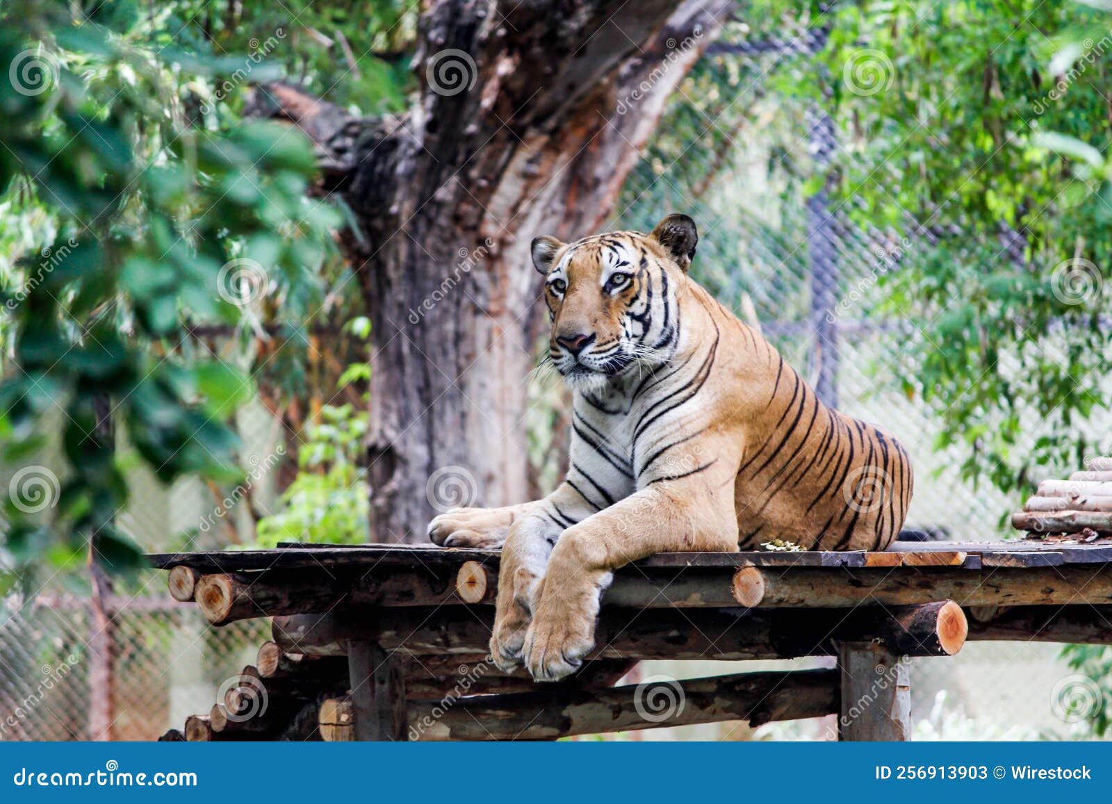 Adorable Bengal Tiger Lying Under the Tree in a Zoo Stock Image - Image ...