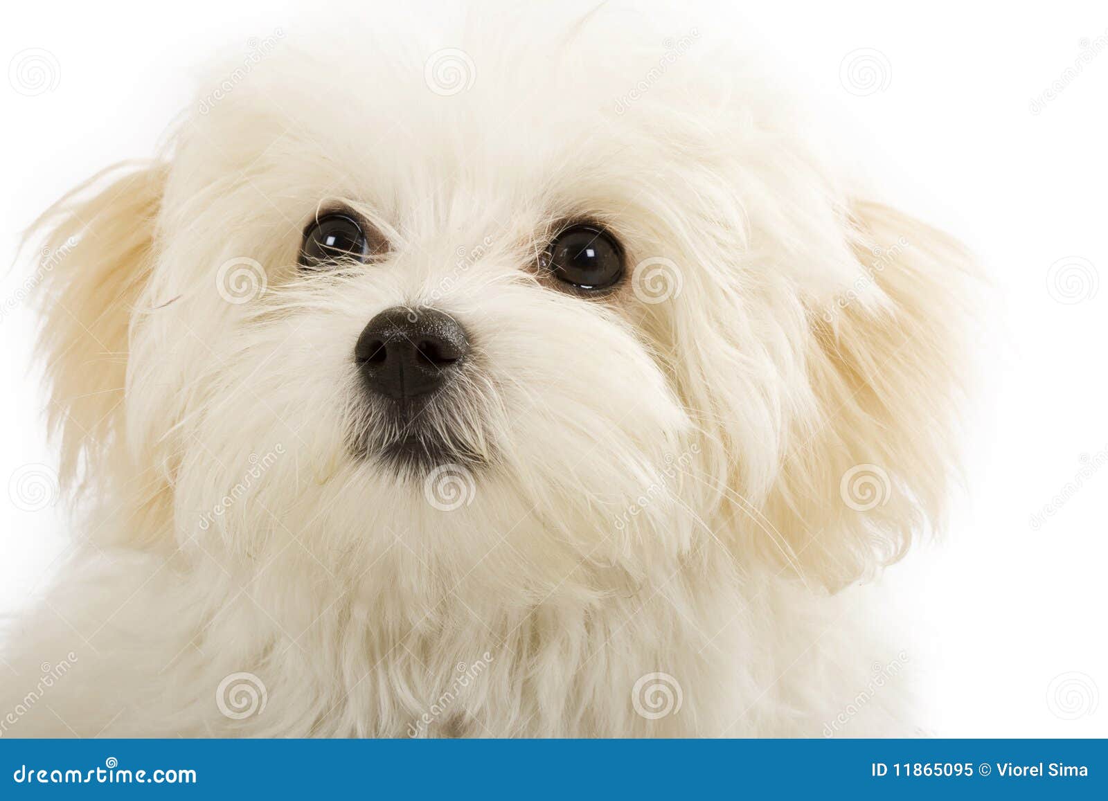 Adorable bichon frise stock image. Image of cocked, head - 11865095